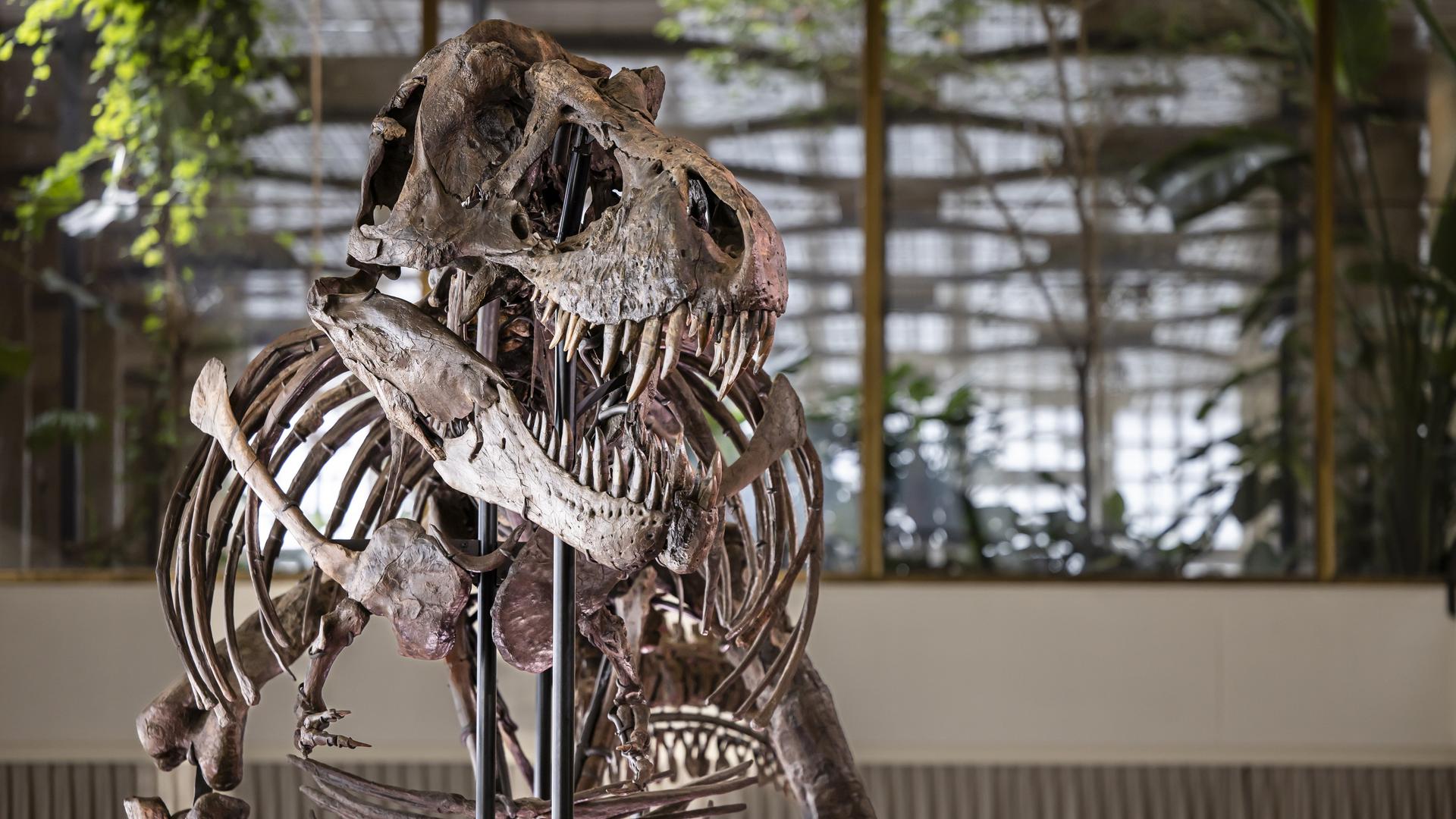 Versteigerung - Skelett von T-Rex "Trinity" wird in Antwerpen ausgestellt