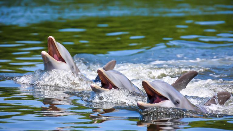 Mit künstlicher Intelligenz Delfine verstehen