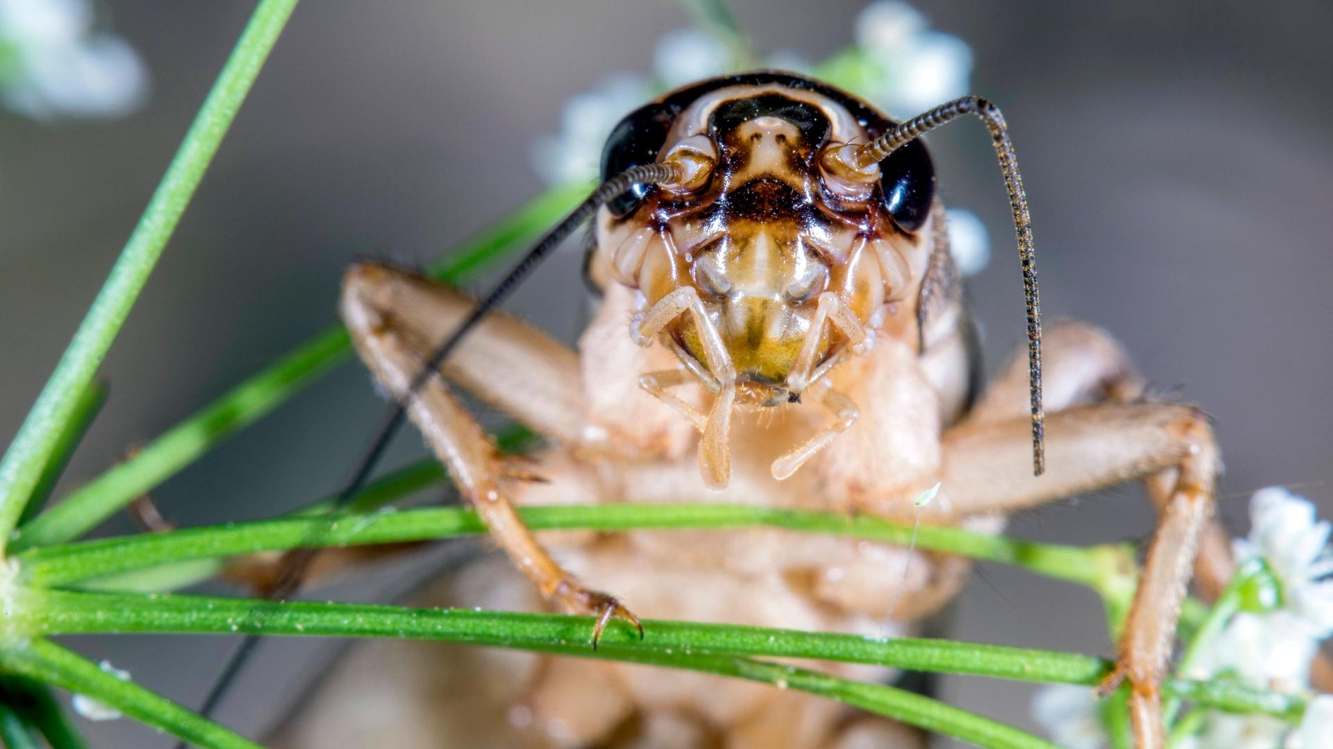 Lebensmittel Insektenpulver - Die Hausgrille macht die Nudeln nussig