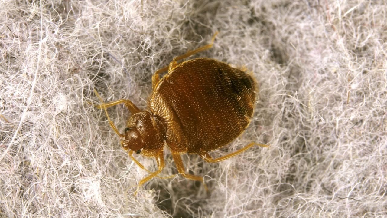 Wie ist die Bettwanze zu erkennen und zu bekämpfen?