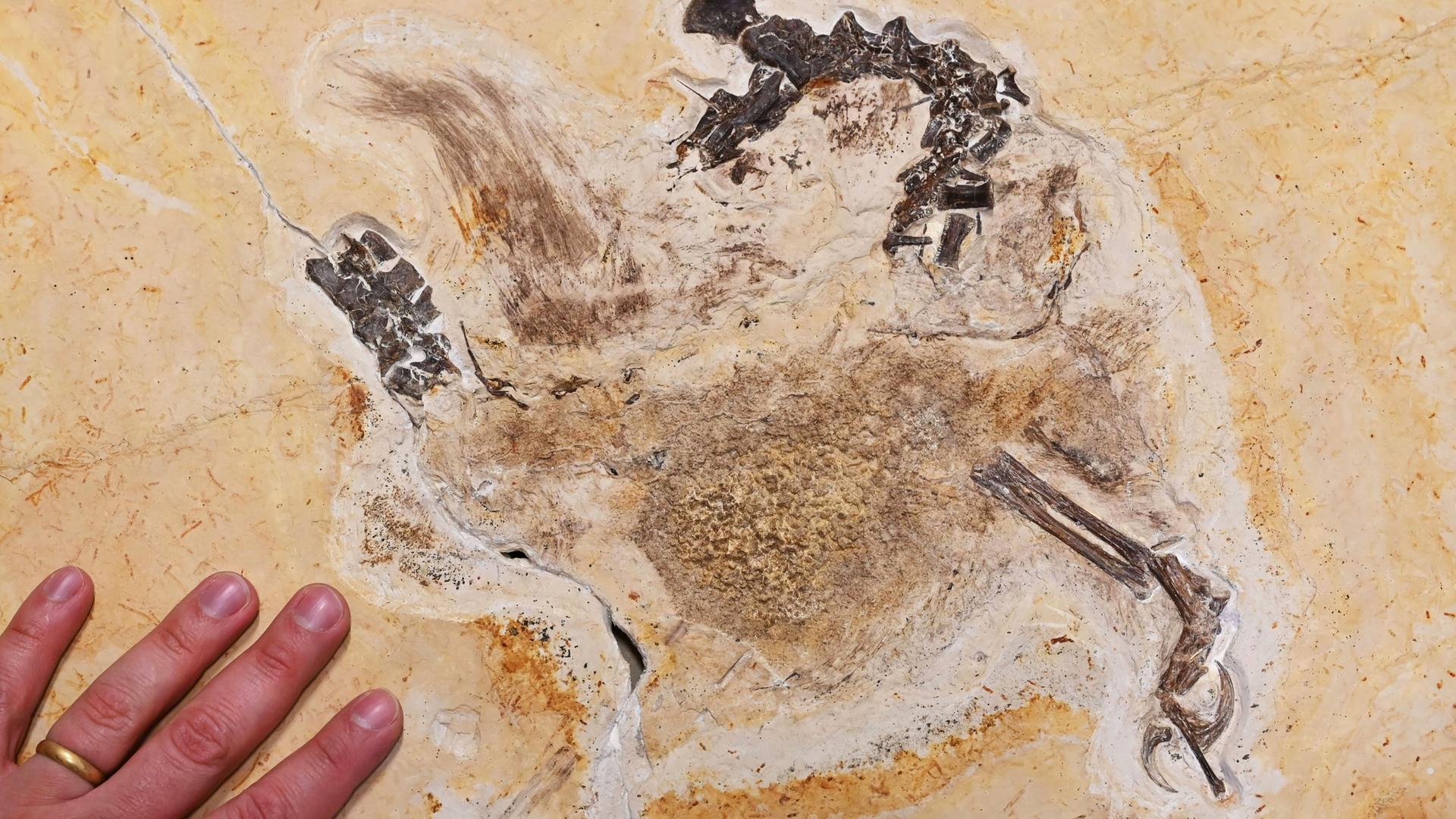 Dino-Streit - Fossil aus Karlsruhe zurück in Brasilien
