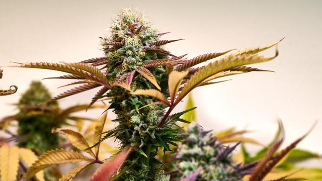 Cannabis Testen Lassen