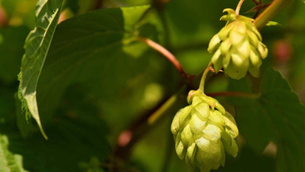 Tschechien: Saazer Hopfenlandschaft wird Unesco-Welterbe