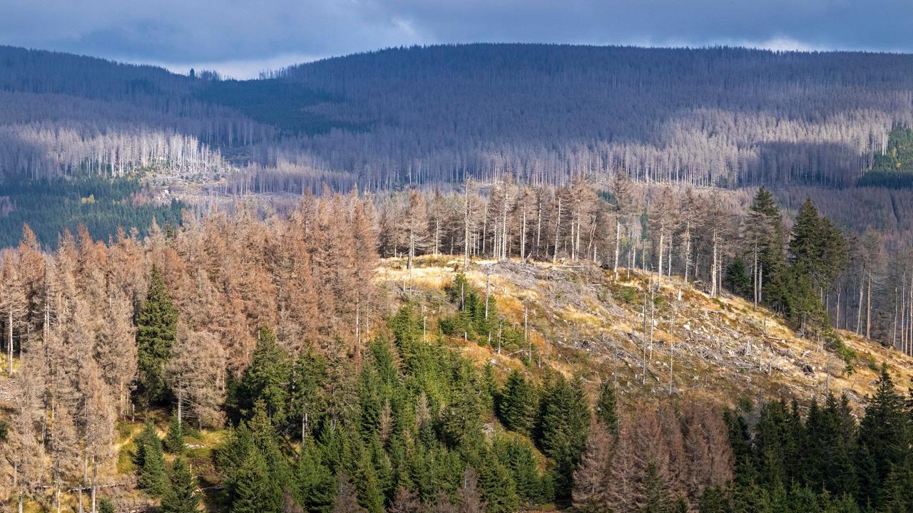 Wald im Nationalpark Harz - Totes Holz als Politikum