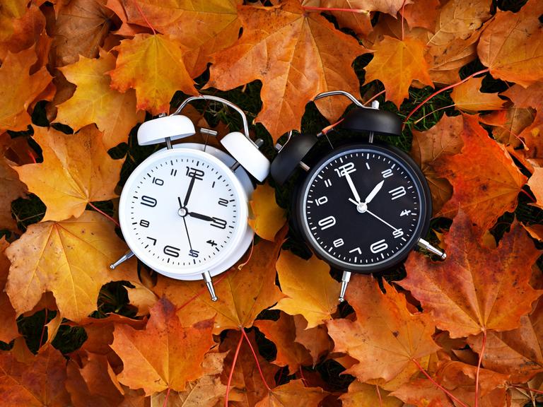 Sonntagsrätsel Ausgabe Nr. 2886 - Gesucht wurde: das REISIG