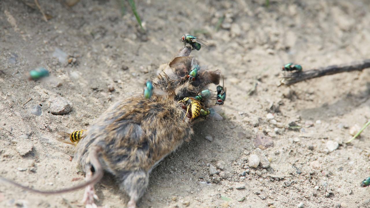Wildtier-Kadaver und ihr Nutzen für deutsche Nationalparks