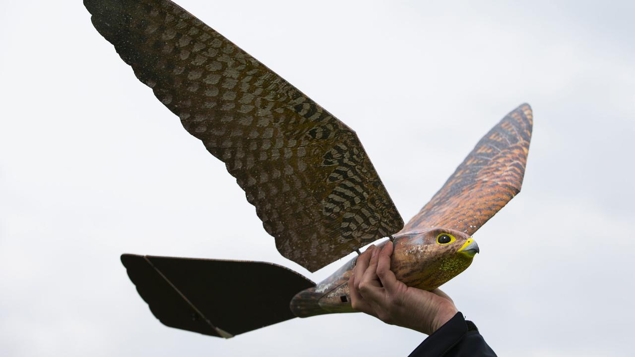 Robo-Falke - Drohnen als fliegende Vogelscheuchen