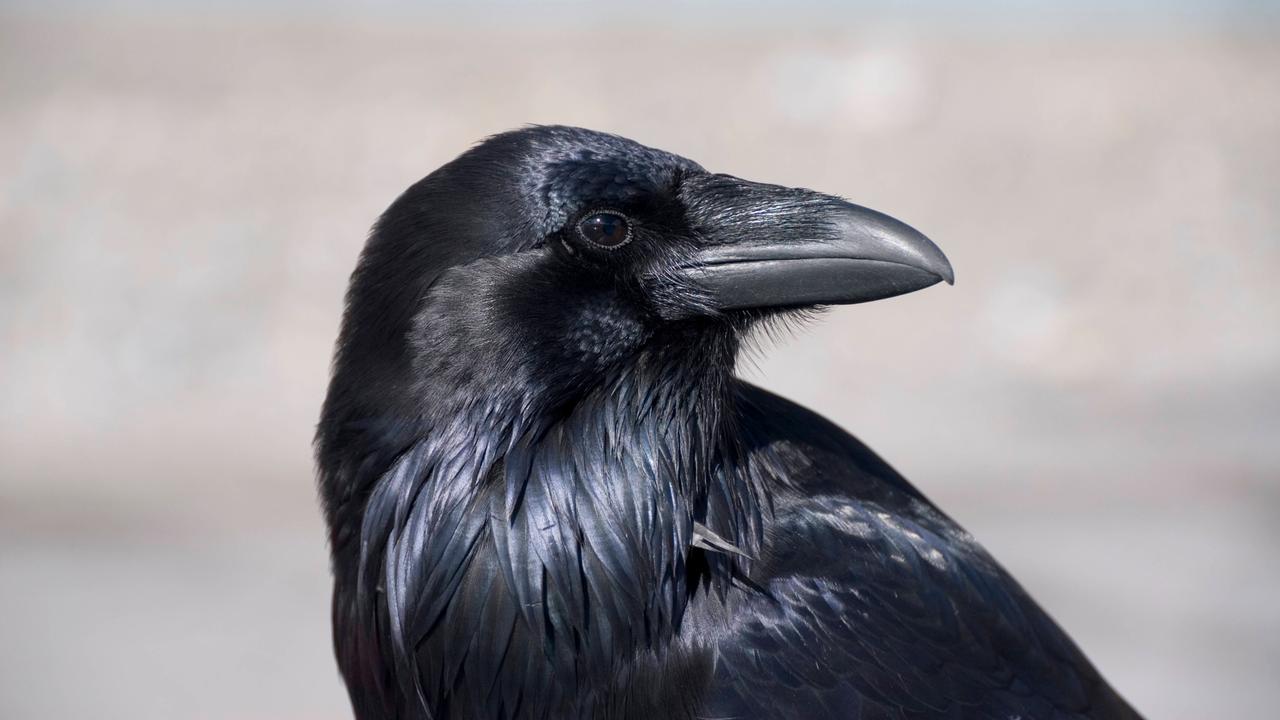Was kündigt der Rabe (angeblich) an?