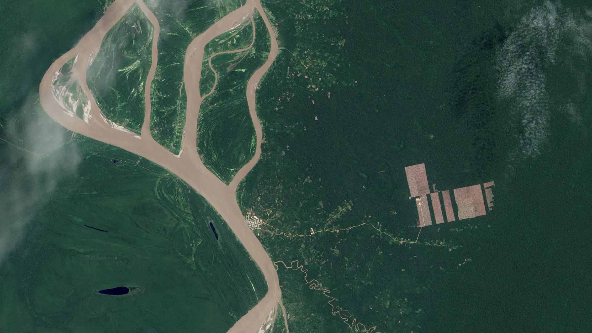 Palmöl-Gewinnung - Satelliten zeigen die Abholzung der Regenwälder