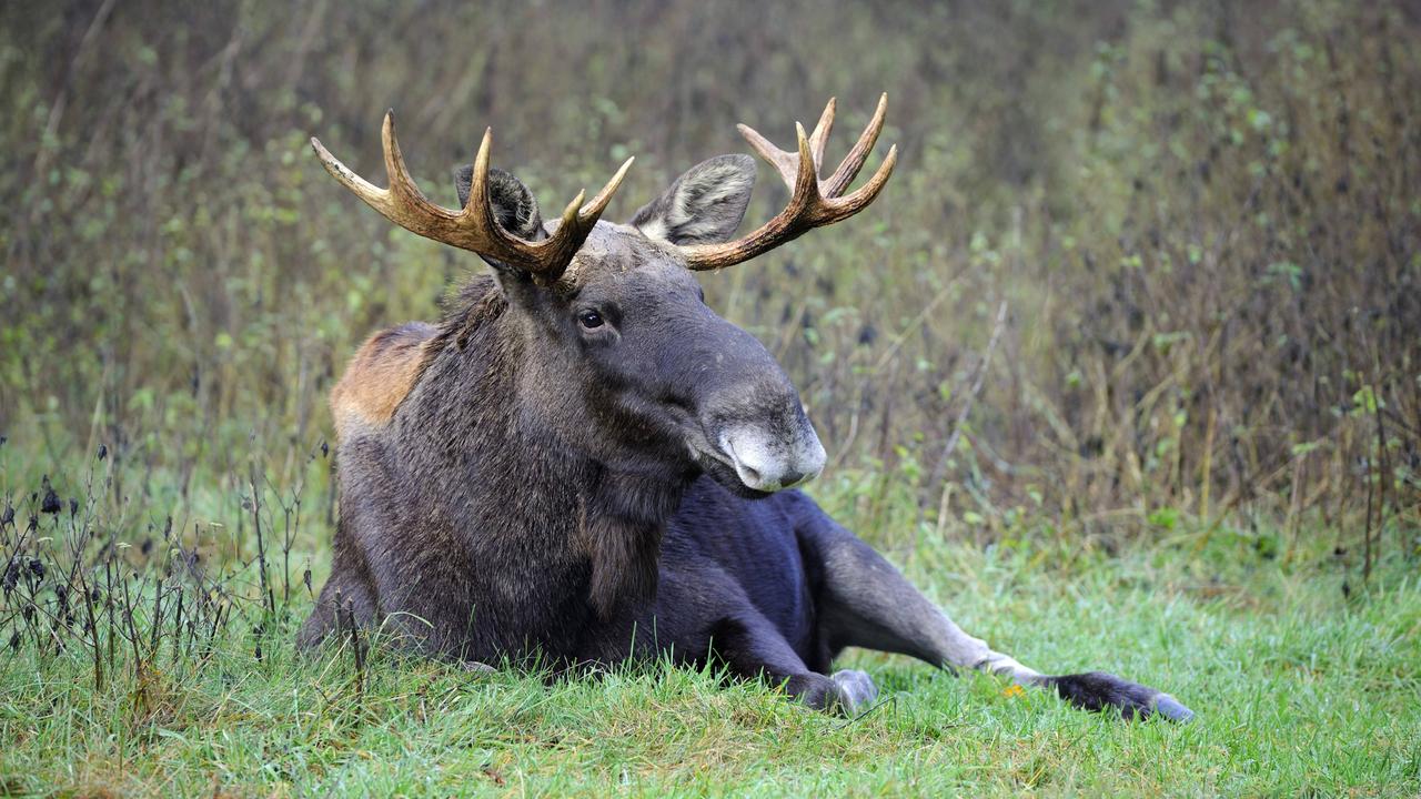 Kinderfrage: Warum finden wir Elche so besonders?