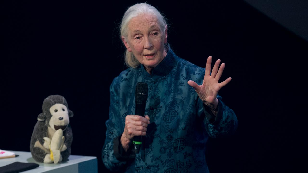 Jane Goodall mit 91 Jahren verstorben