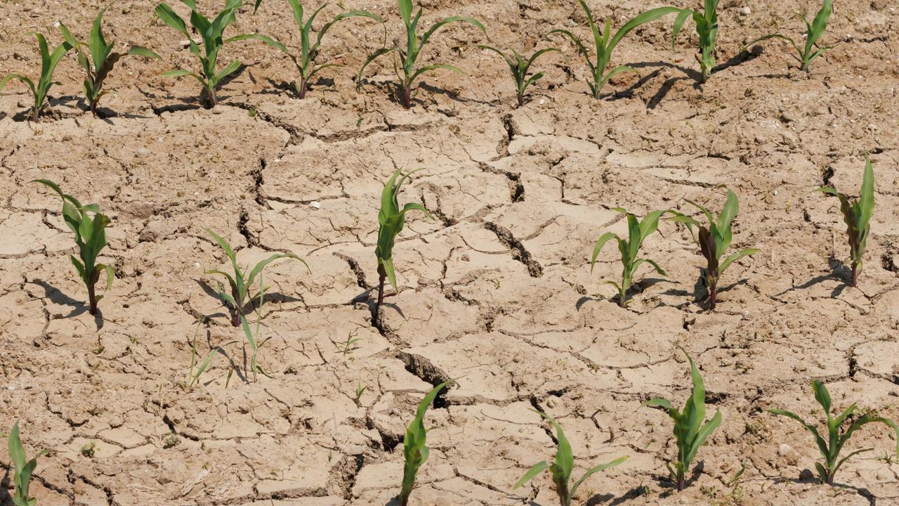 Neuer Bodenatlas: Zustand der Böden weltweit verschlechtert