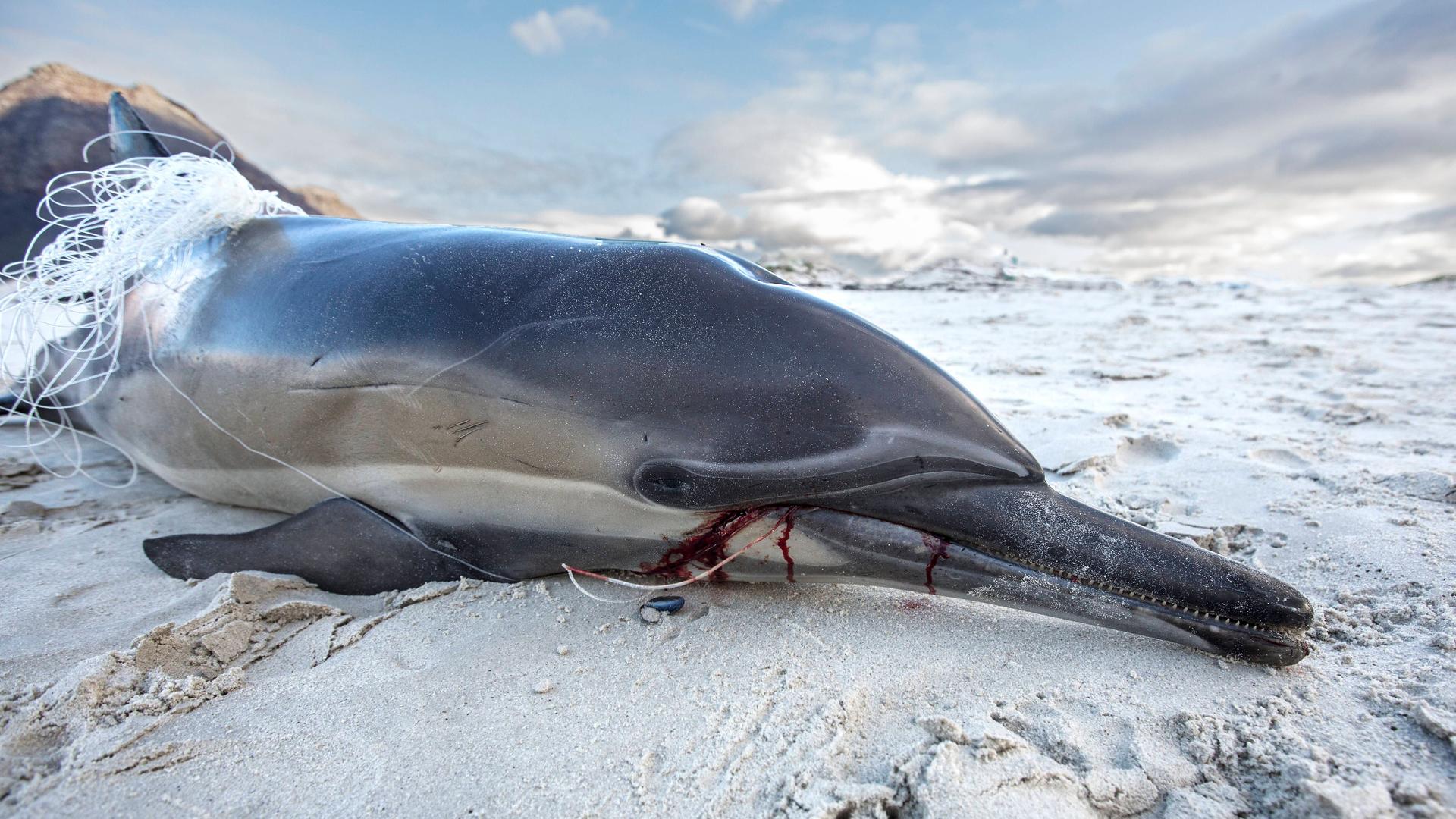 Paris - Tierschützer in Frankreich protestieren gegen Delfin-Sterben