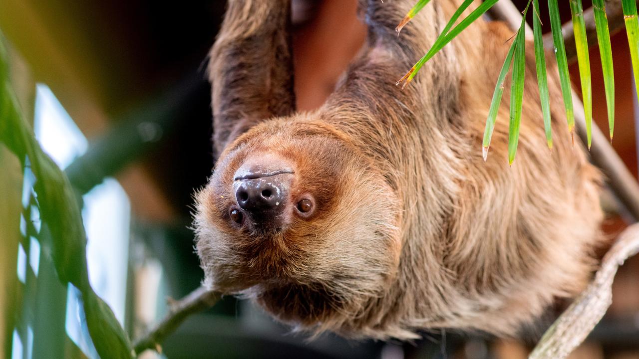Wissenschaft - Faultiere verhalten sich nicht immer gleich