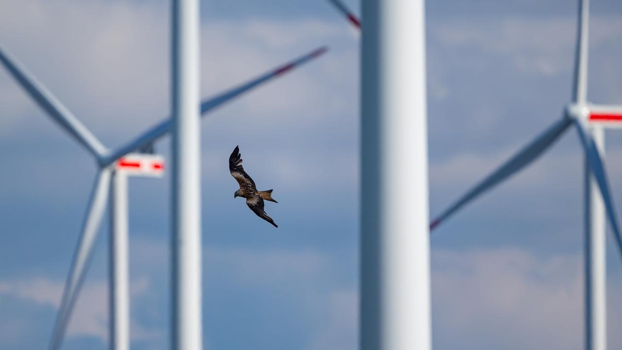 Rotmilane und Mäusebussarde - Greifvögel lassen sich von Windrädern ...