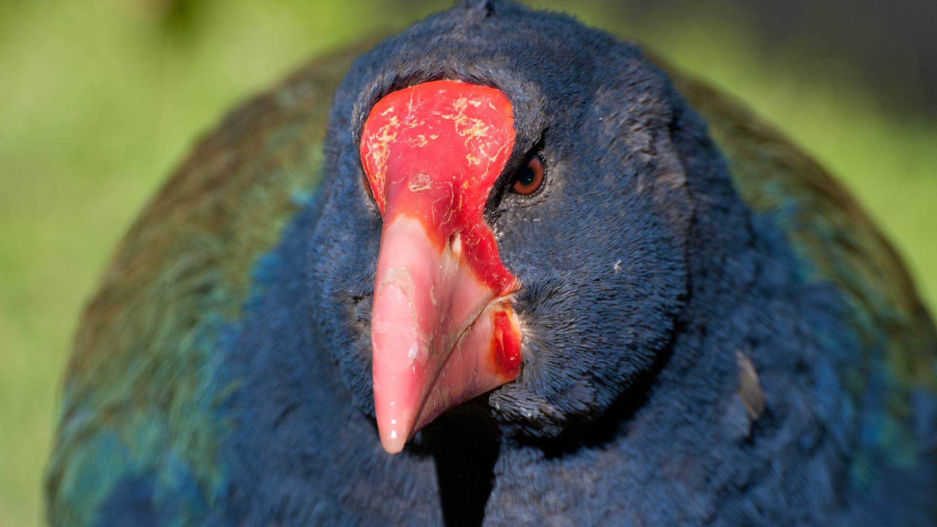 Aussterbende Arten - Letzte Rufe – Takahe