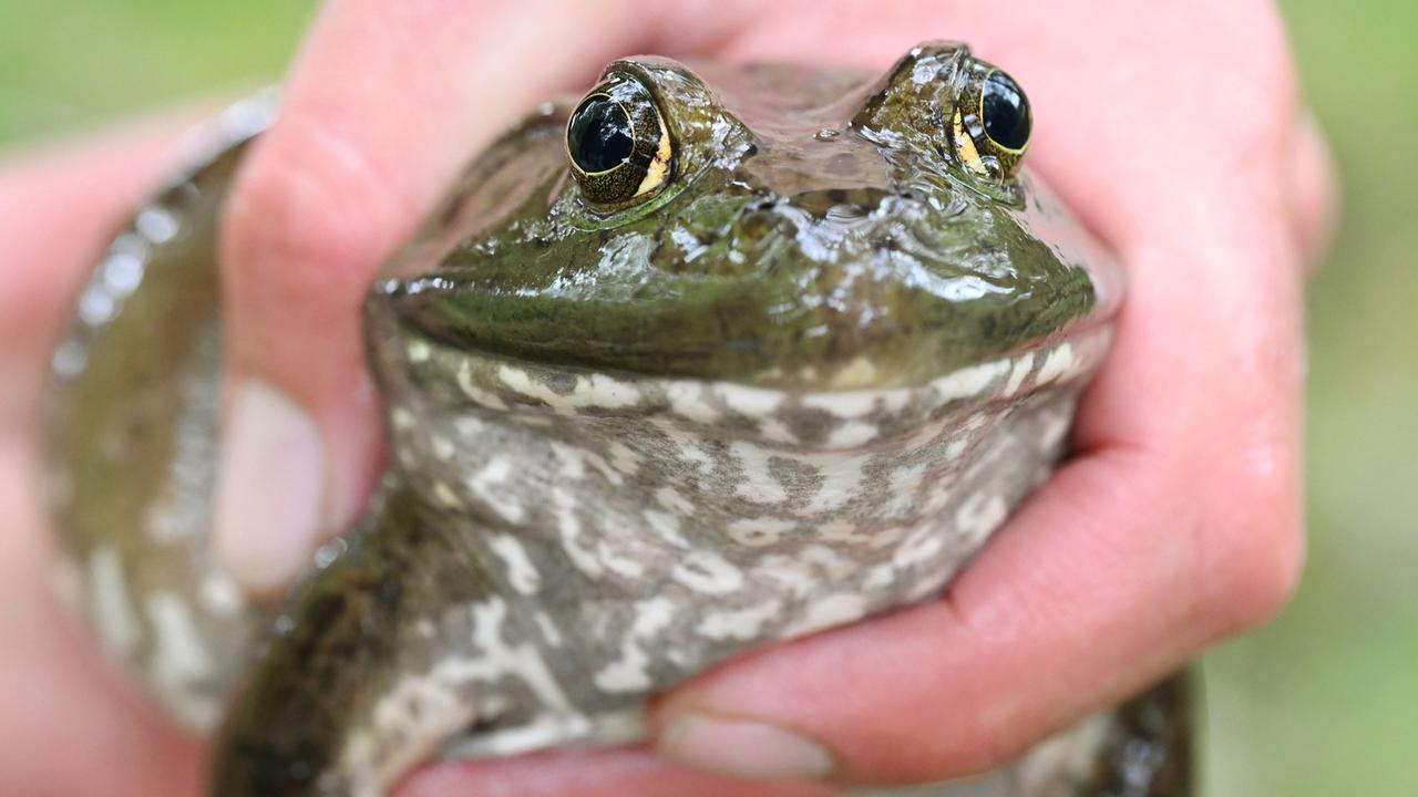 Invasive Arten bedrohen die Biodiversität