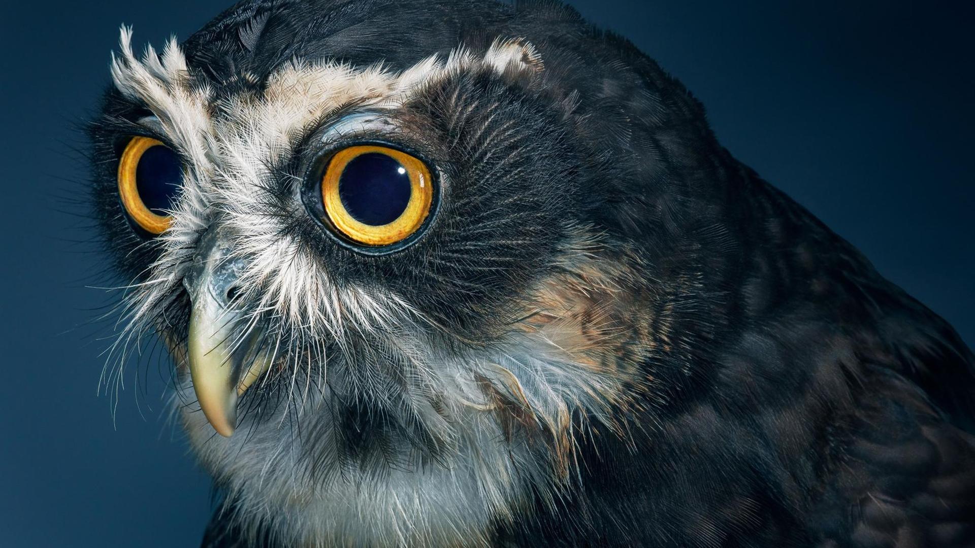 Tim Flach: „Vögel“ - Schönheit, Glanz und Prunk