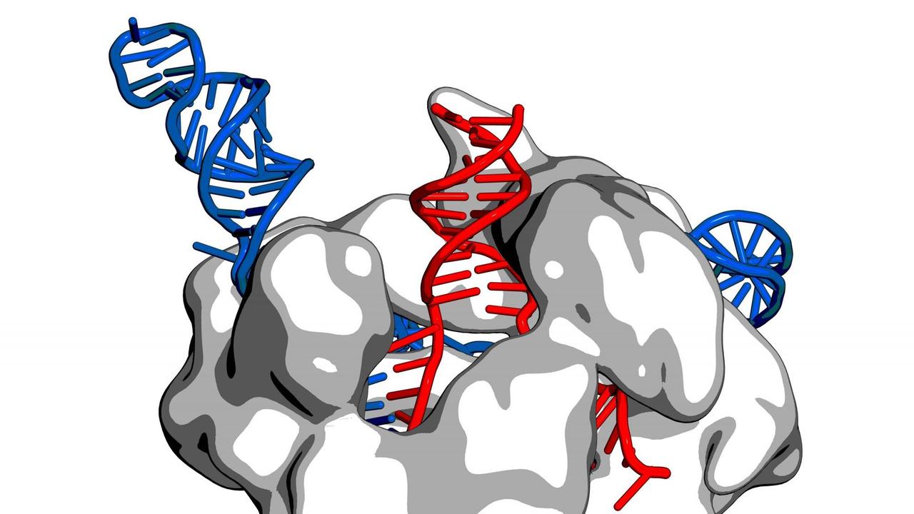 Genschere CRISPR/Cas9 - Chemie-Nobelpreis geht an zwei Gen-Forscherinnen
