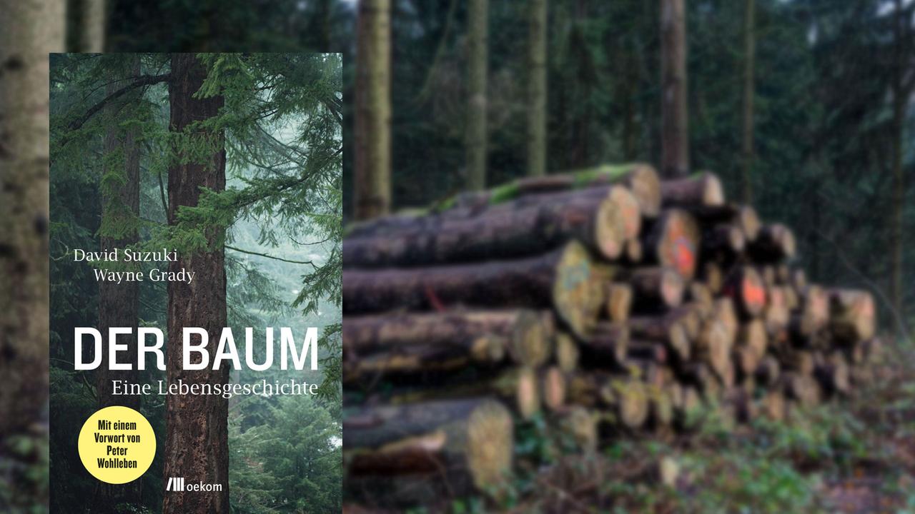 Suzuki/Grady: "Der Baum" - Die Intelligenz der Bäume