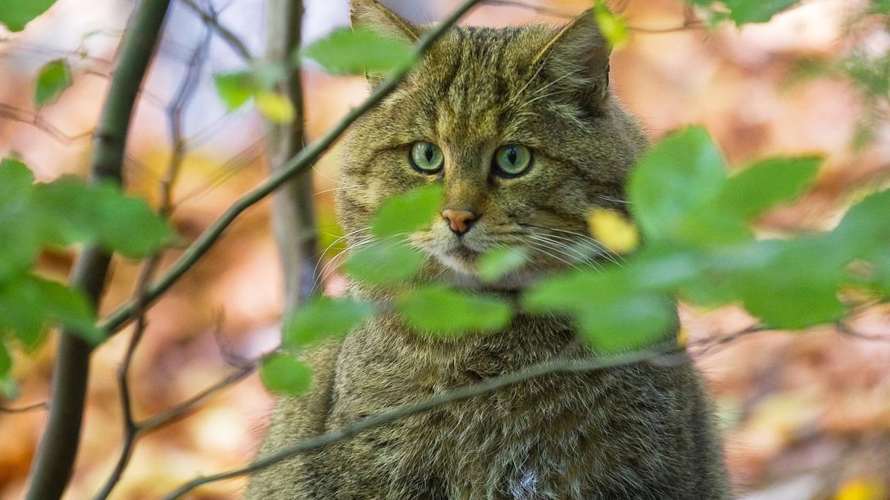 Natur - Erstmals Wildkatze in Schleswig-Holstein nachgewiesen