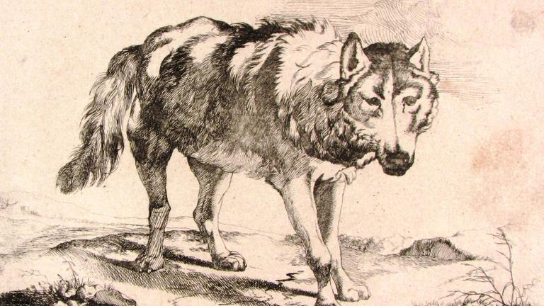Ausstellung "Der Wolf zwischen Mythos und Märchen" - Gejagt, gehasst ...