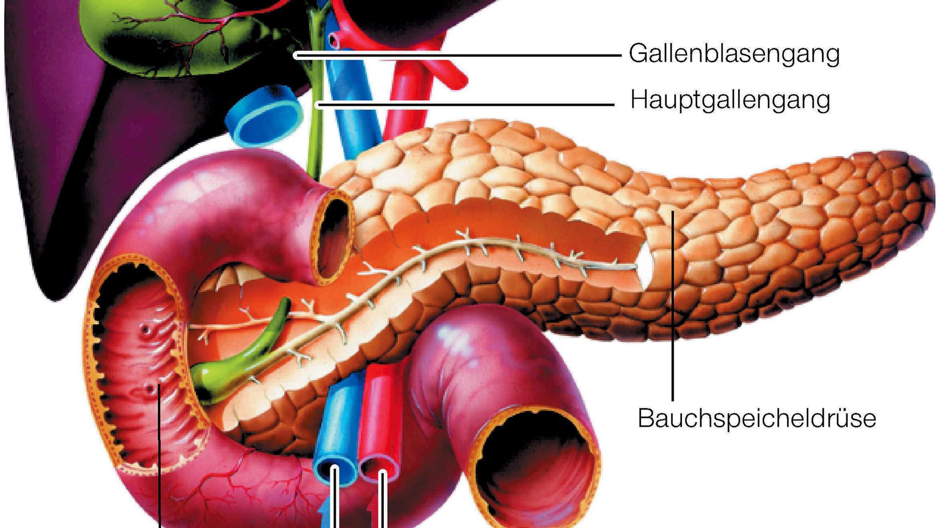 Gallenwegserkrankungen - Gallensteine, Entzündung und Verschluss