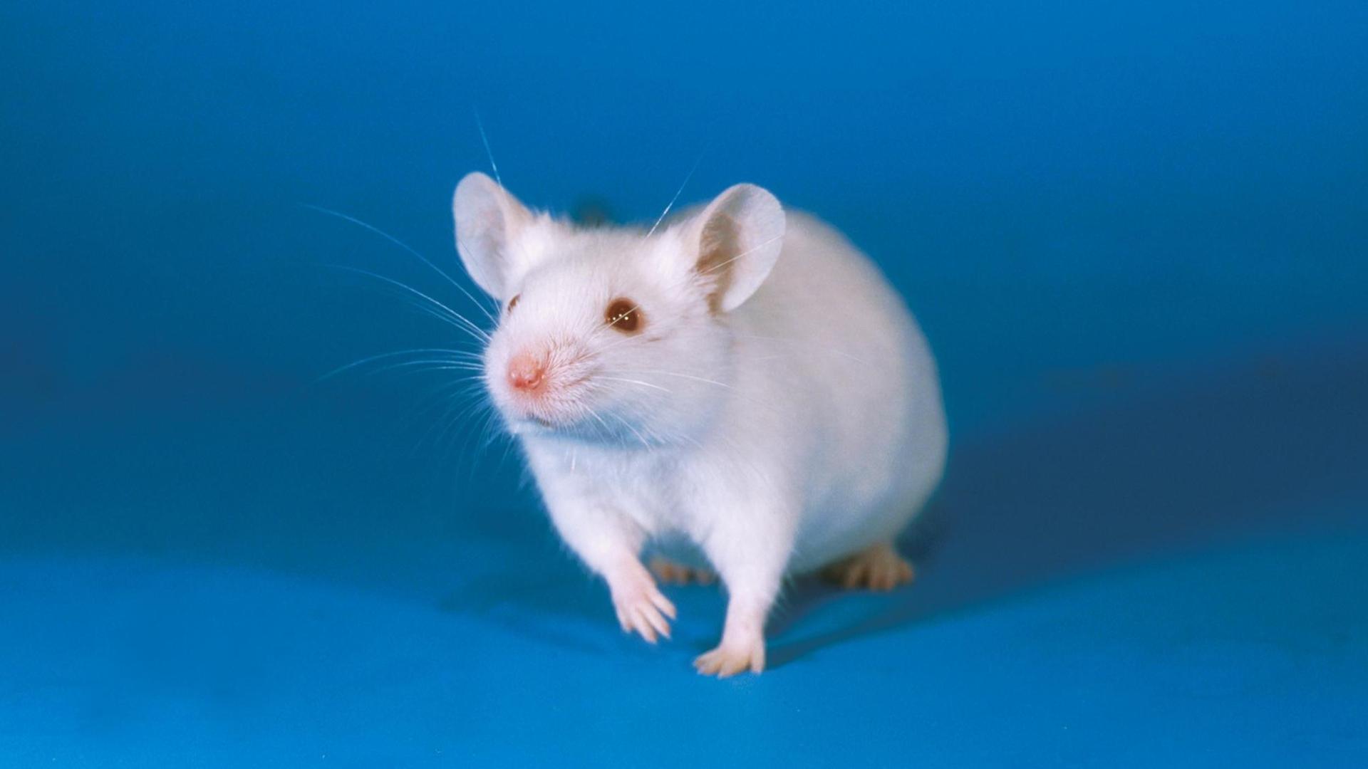 Tierversuche - Kaum einer kämpft für die Labormaus