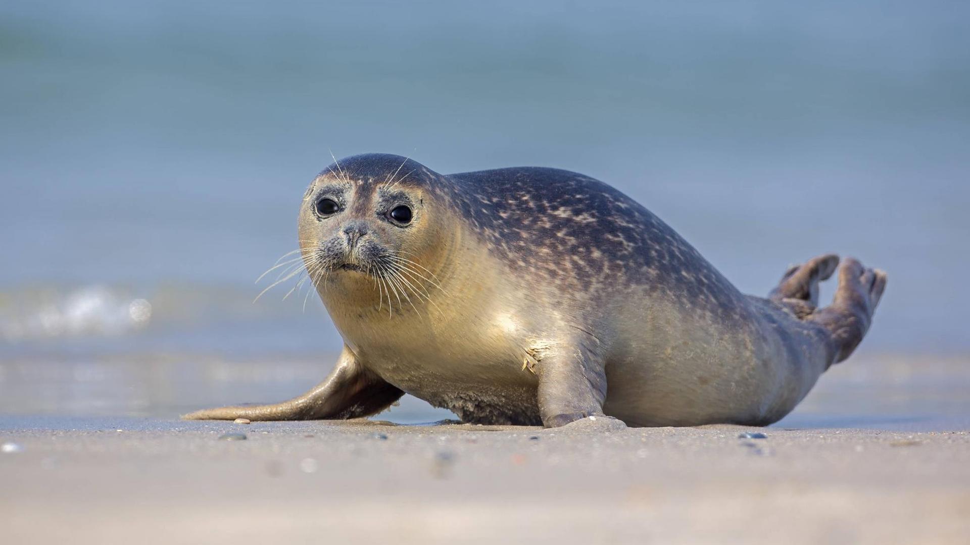 Niedersachsen - Seehundbestand im Wattenmeer auf stabilem Niveau