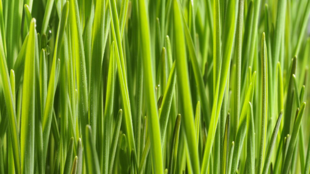 Nachhilfe in Botanik - Schlaues Grünzeug