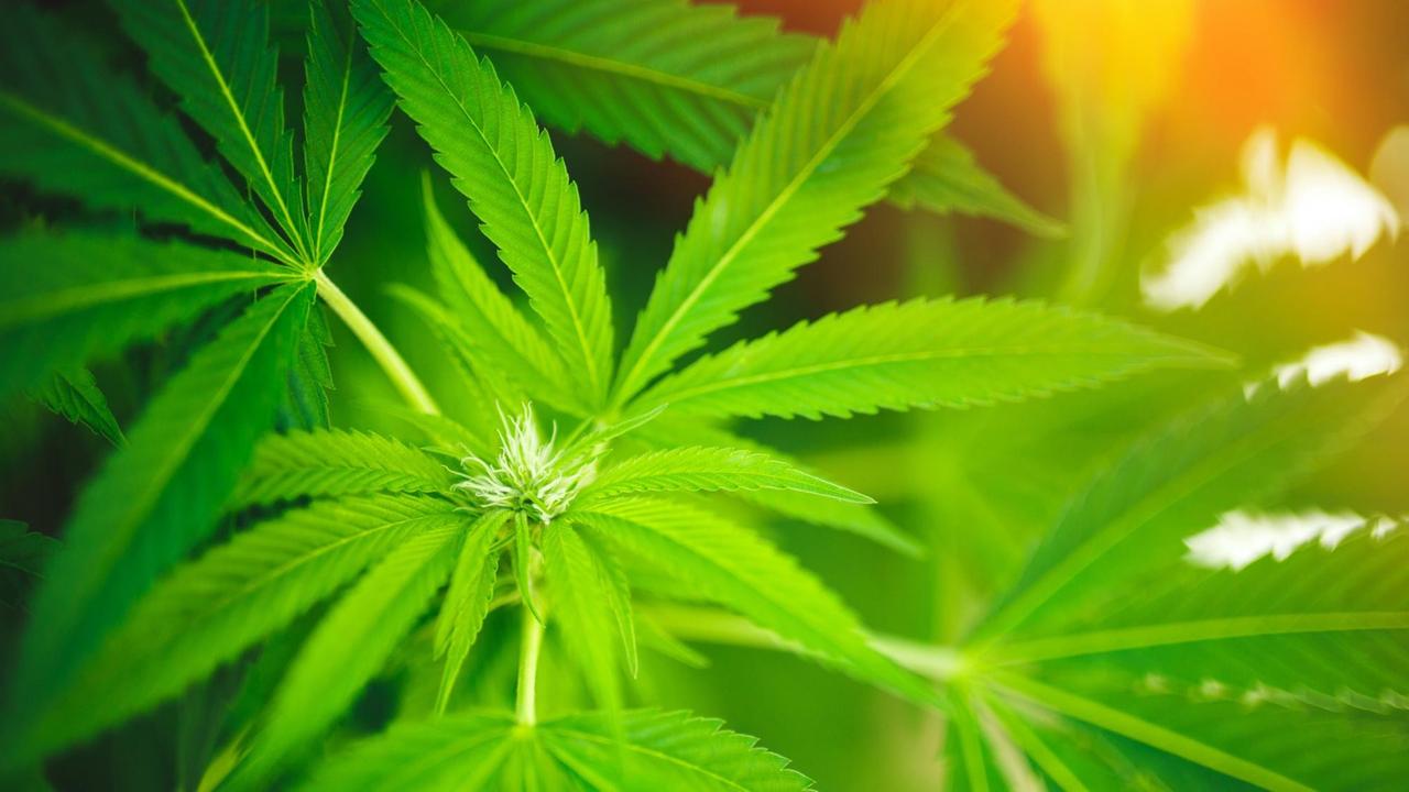 Ute Woltron: "Hanf - Ein Portrait" - Schillers Werke auf Cannabis
