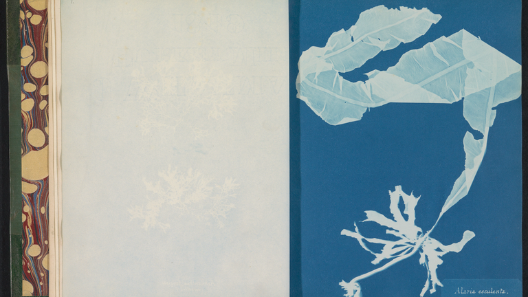 Ausstellung in Amsterdam - Die Algen der Fotografin Anna Atkins