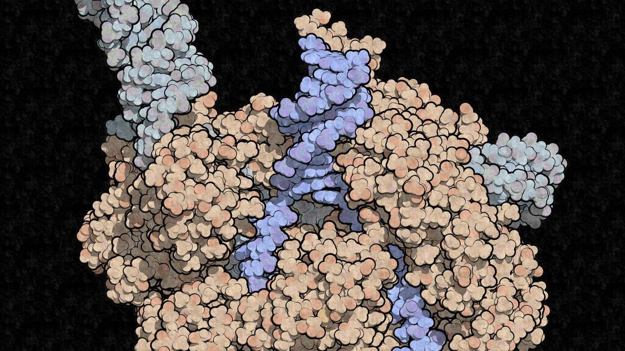 Genschere CRISPR/Cas9 - Chemie-Nobelpreis geht an zwei Gen-Forscherinnen