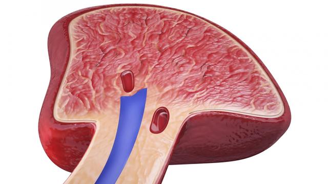 Radiolexikon Gesundheit - Der Adamsapfel - prägend für die Stimme