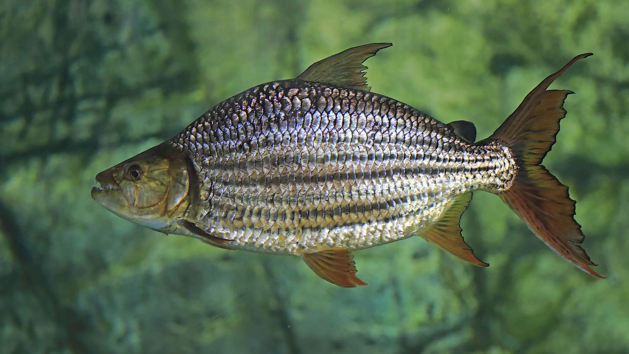 Verhaltensbiologie - Schlaue Fische
