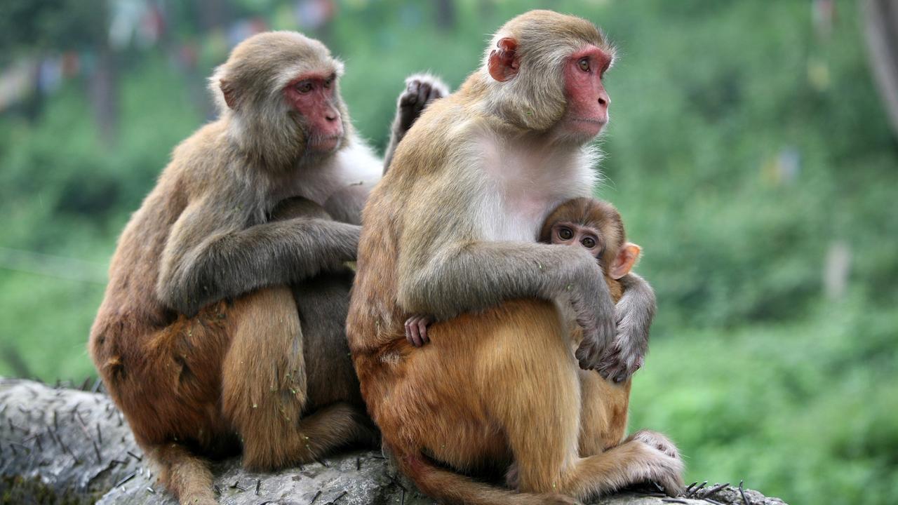 "Ape Culture" im Haus der Kulturen der Welt - Der Affe als Mensch