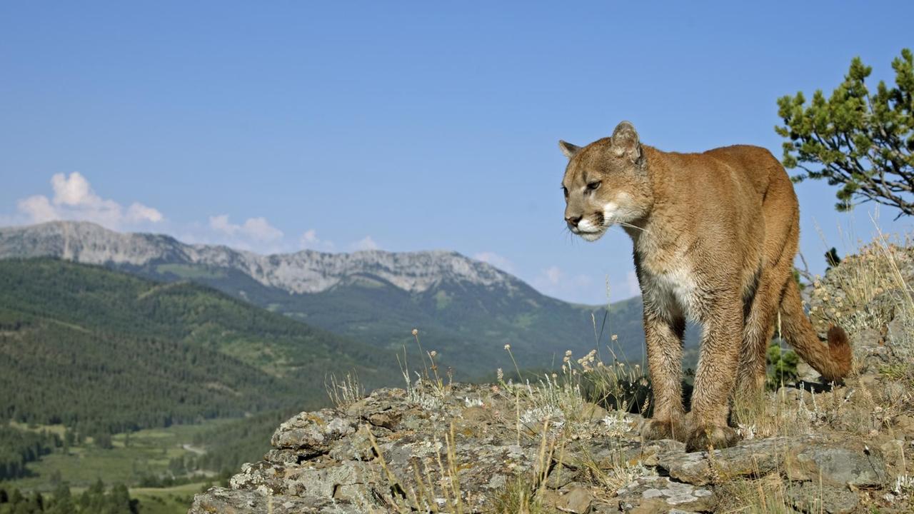 Raubkatzen - Pumas fürchten den Super-Räuber Mensch
