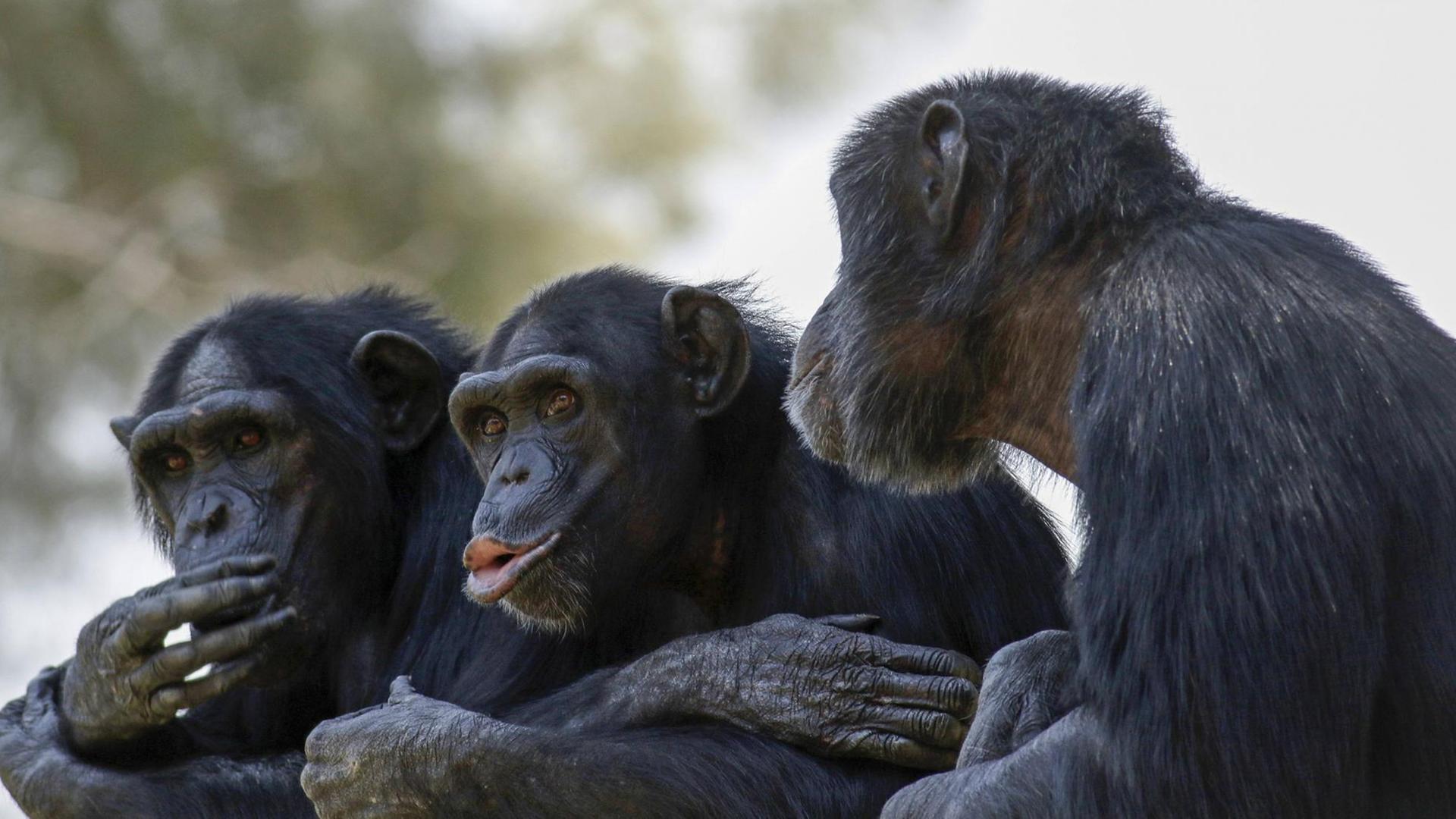 Biologie - Auch Schimpansen-Weibchen kommen in die Wechseljahre