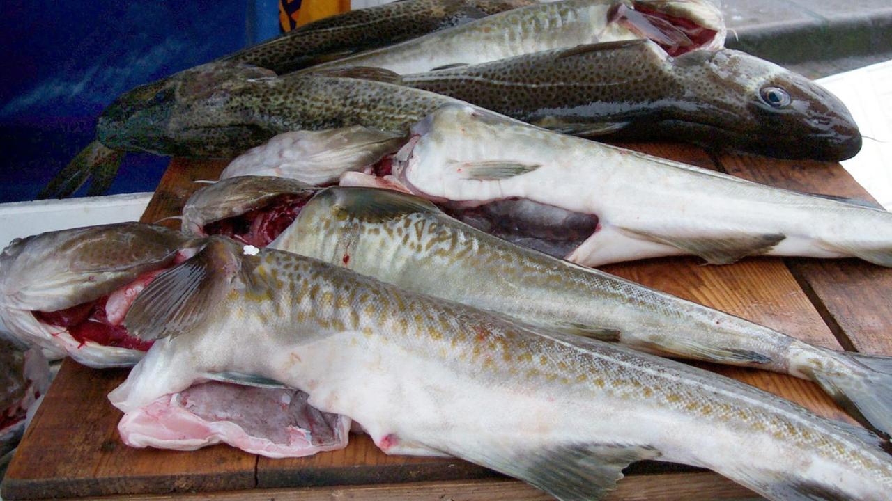 Überfischung - Schellfisch statt Dorade