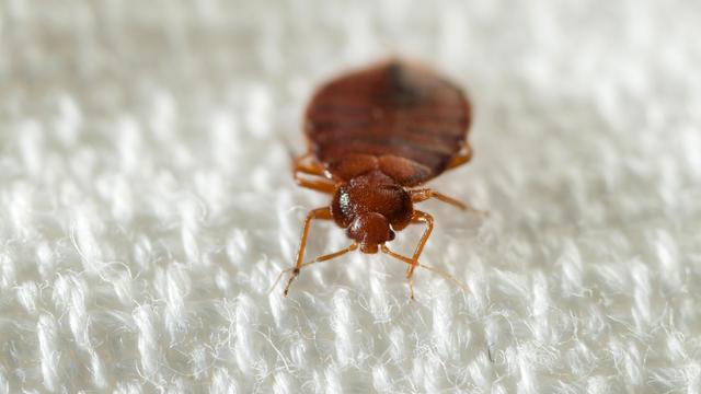 Wie ist die Bettwanze zu erkennen und zu bekämpfen?