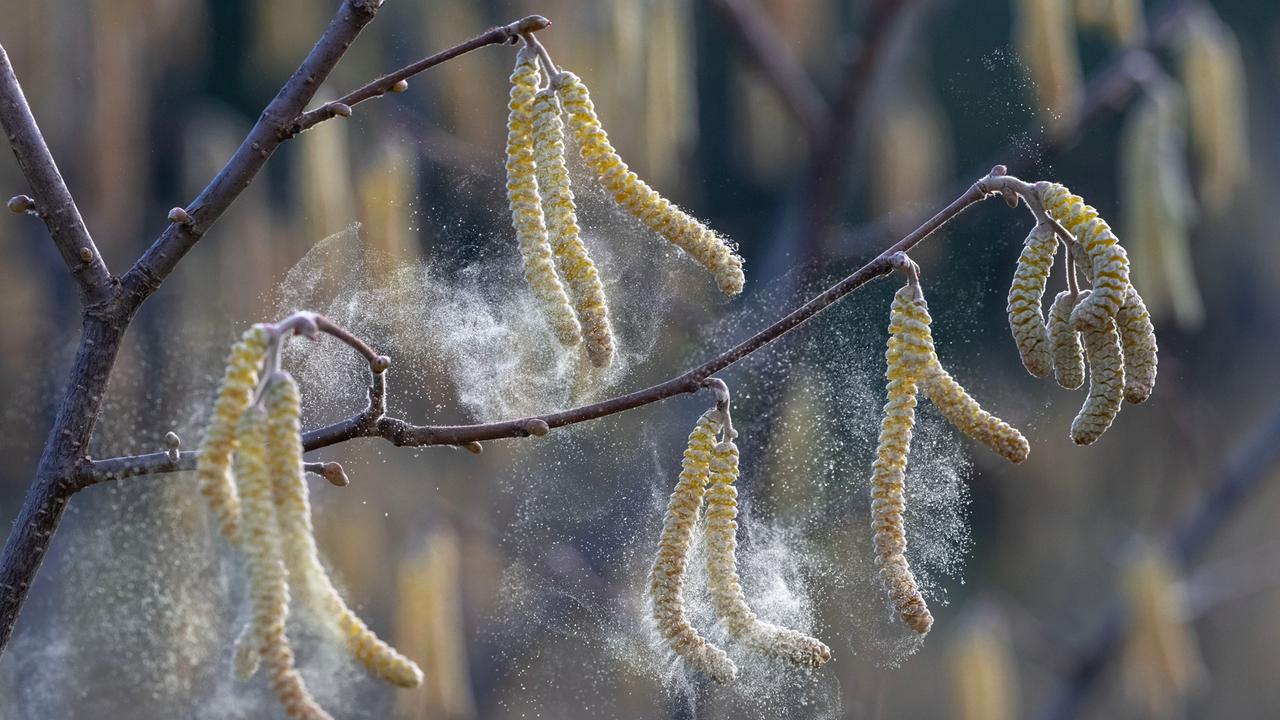 Was hilft gegen Pollenallergie und Heuschnupfen?