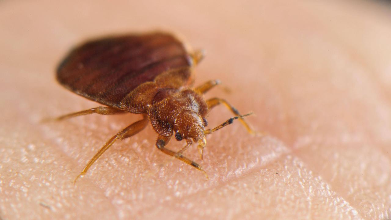 Wie ist die Bettwanze zu erkennen und zu bekämpfen?