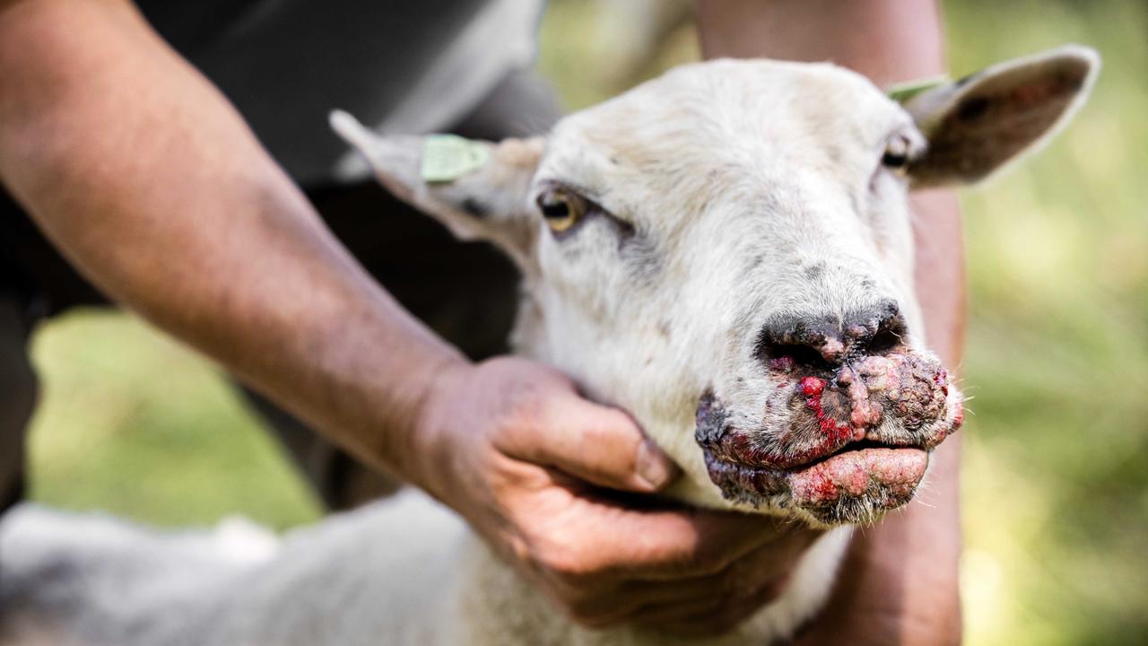 Impfung gegen Blauzungenkrankheit für Schafe und Rinder empfohlen