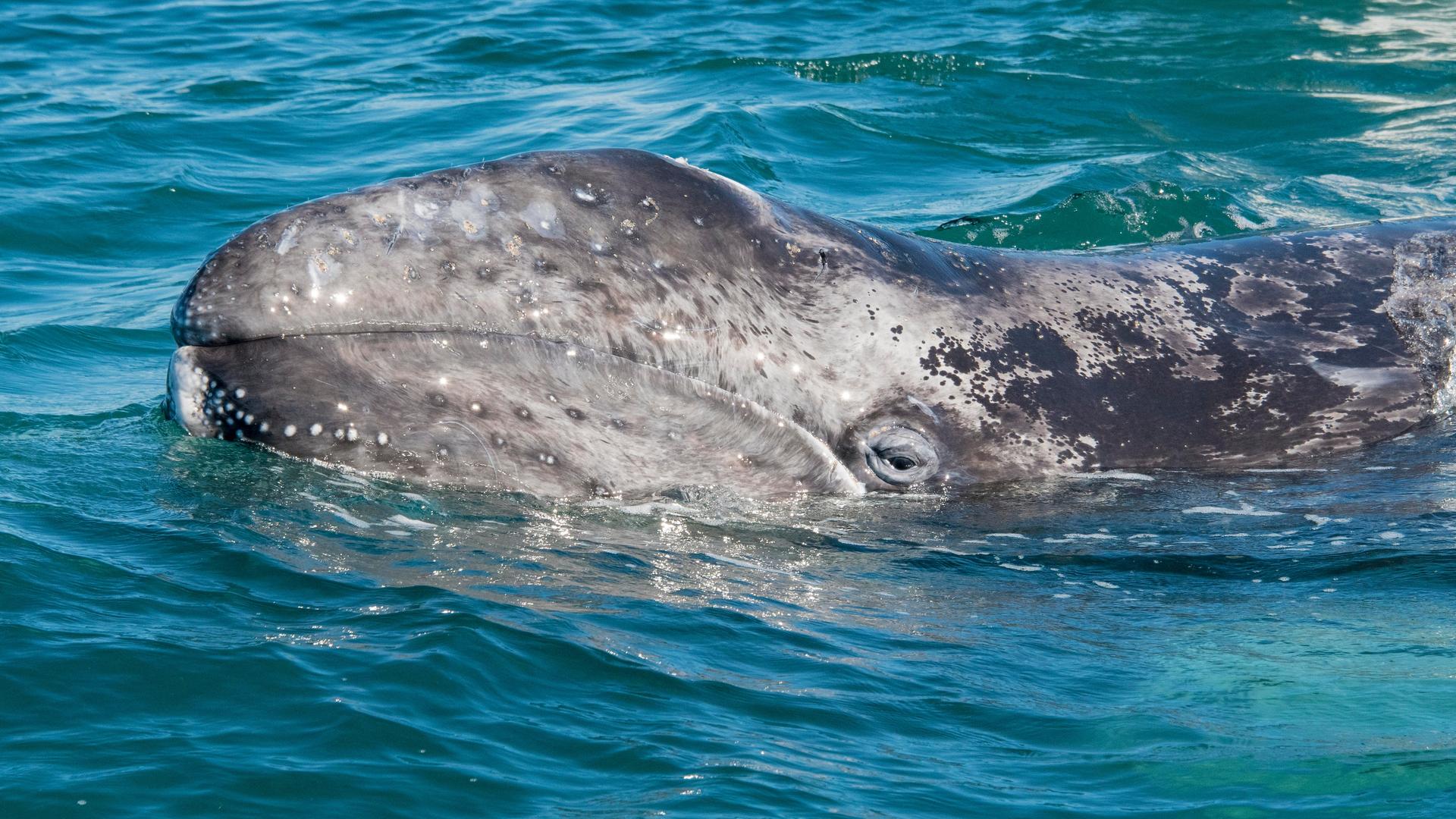 Rätselhafte Populationsschwankungen der Grauwale aufgeklärt