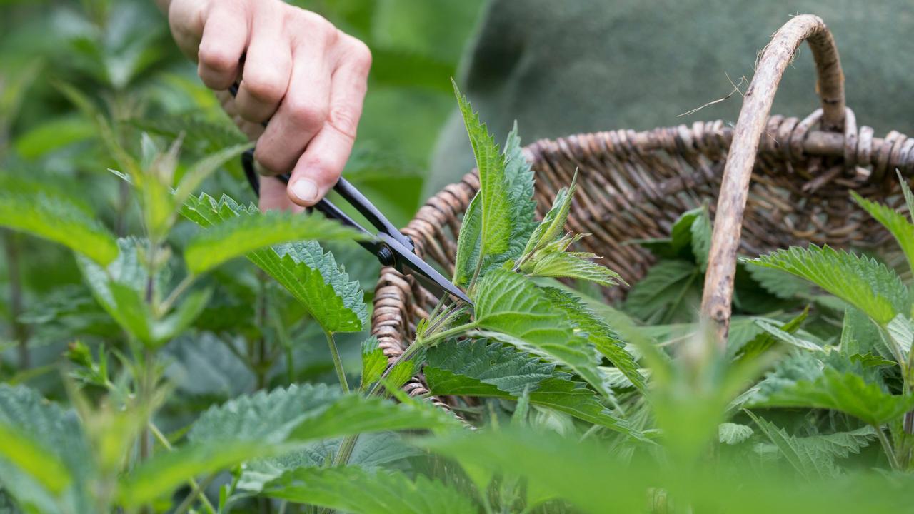 Tolle Idee! Was wurde daraus? - Textilfasern aus Brennnesseln