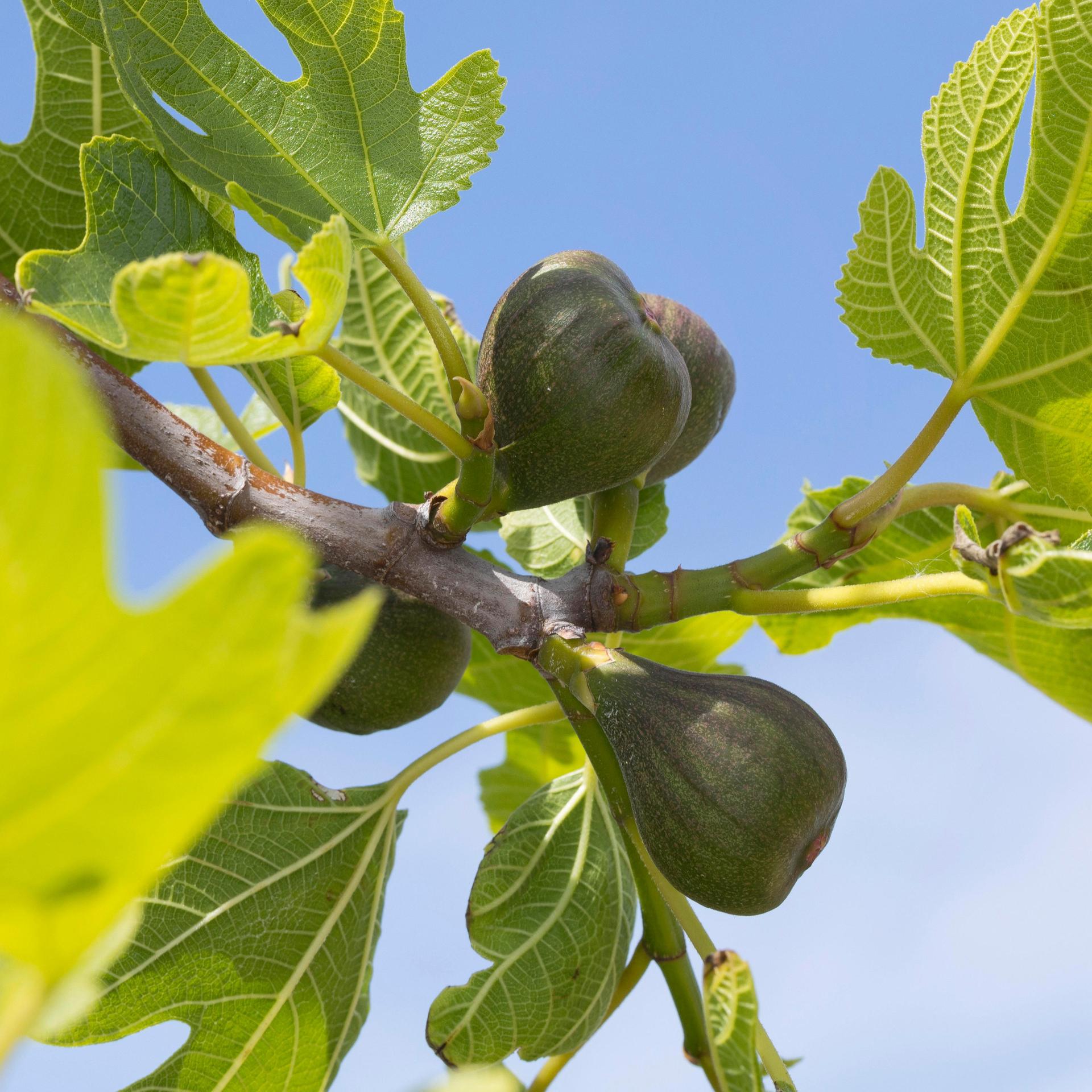 Junge grüne Feigen wachsen zur Bluetezeit an einem Zweig,
