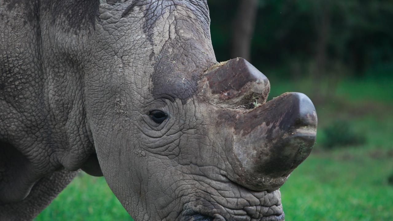 Zoologe Misof zu Aussterbewelle - "Wir verlieren etwa 150 Arten pro Tag"