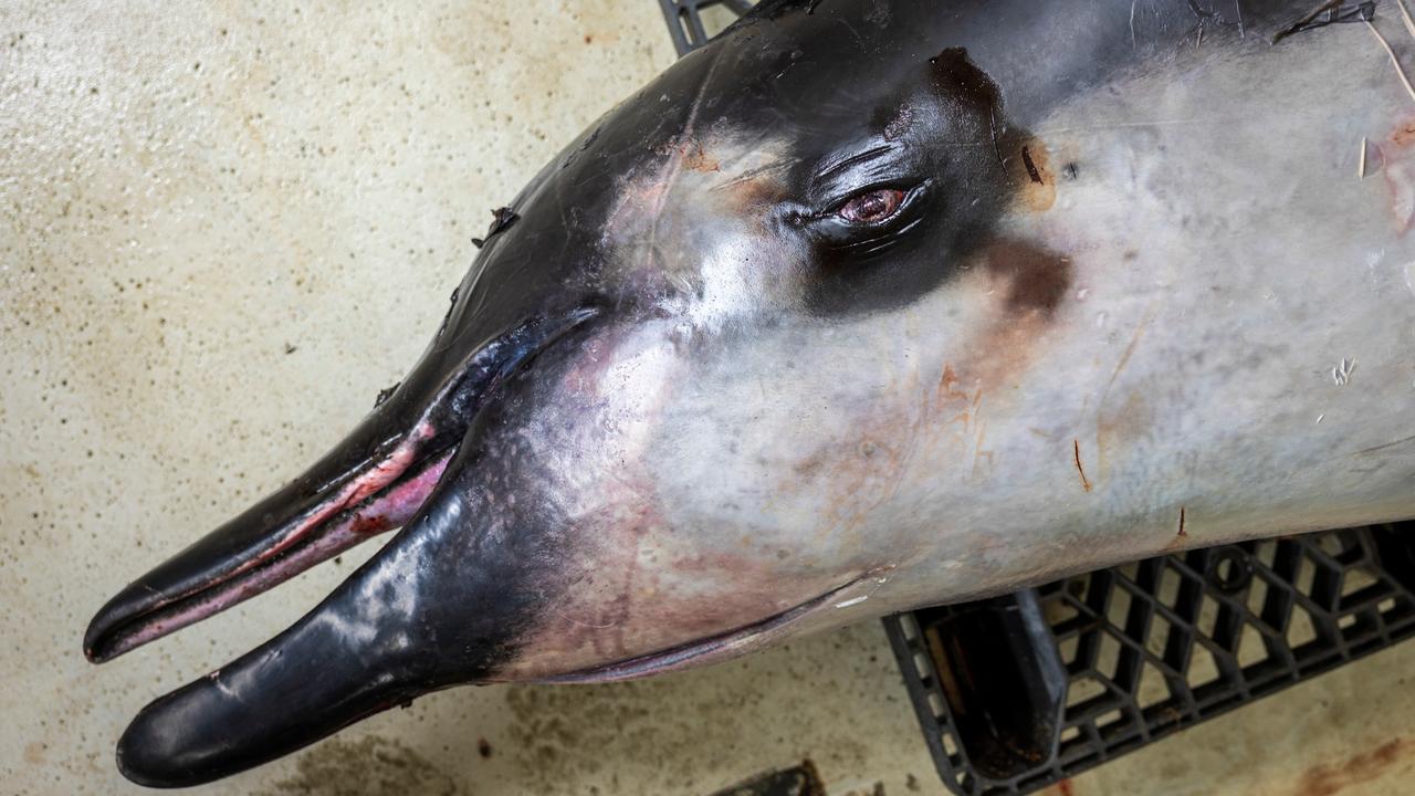 Bahamonde-Schnabelwal - Seltener Fund in Neuseeland seziert - auch ...