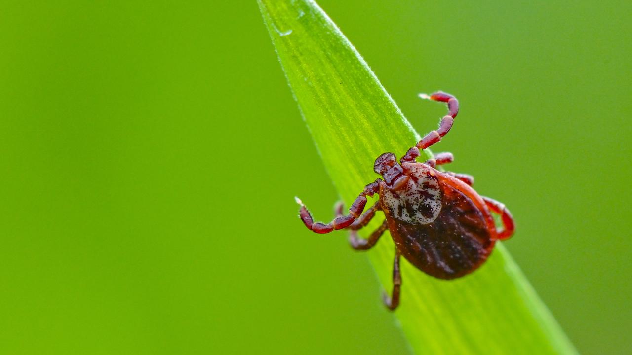Fachleute: Zecken können in ganz Deutschland FSME übertragen