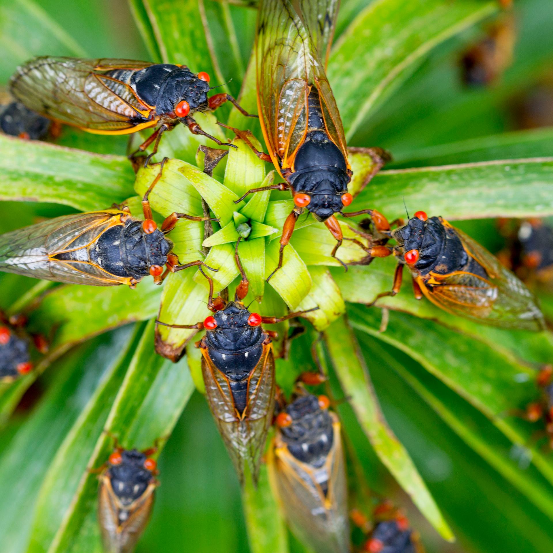 Zikaden-Invasion in USA - Das Insekt, das überall sein wird | Wissenschaft im Brennpunkt | Podwise